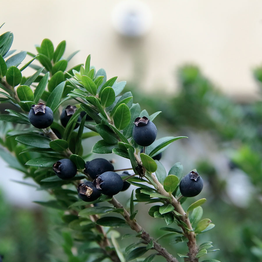 Nine colors that enhance the nature of zintek® titanium zinc